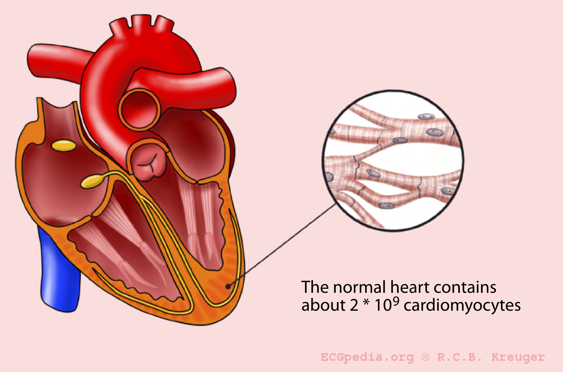 File:Hart cells en.png - ECGpedia